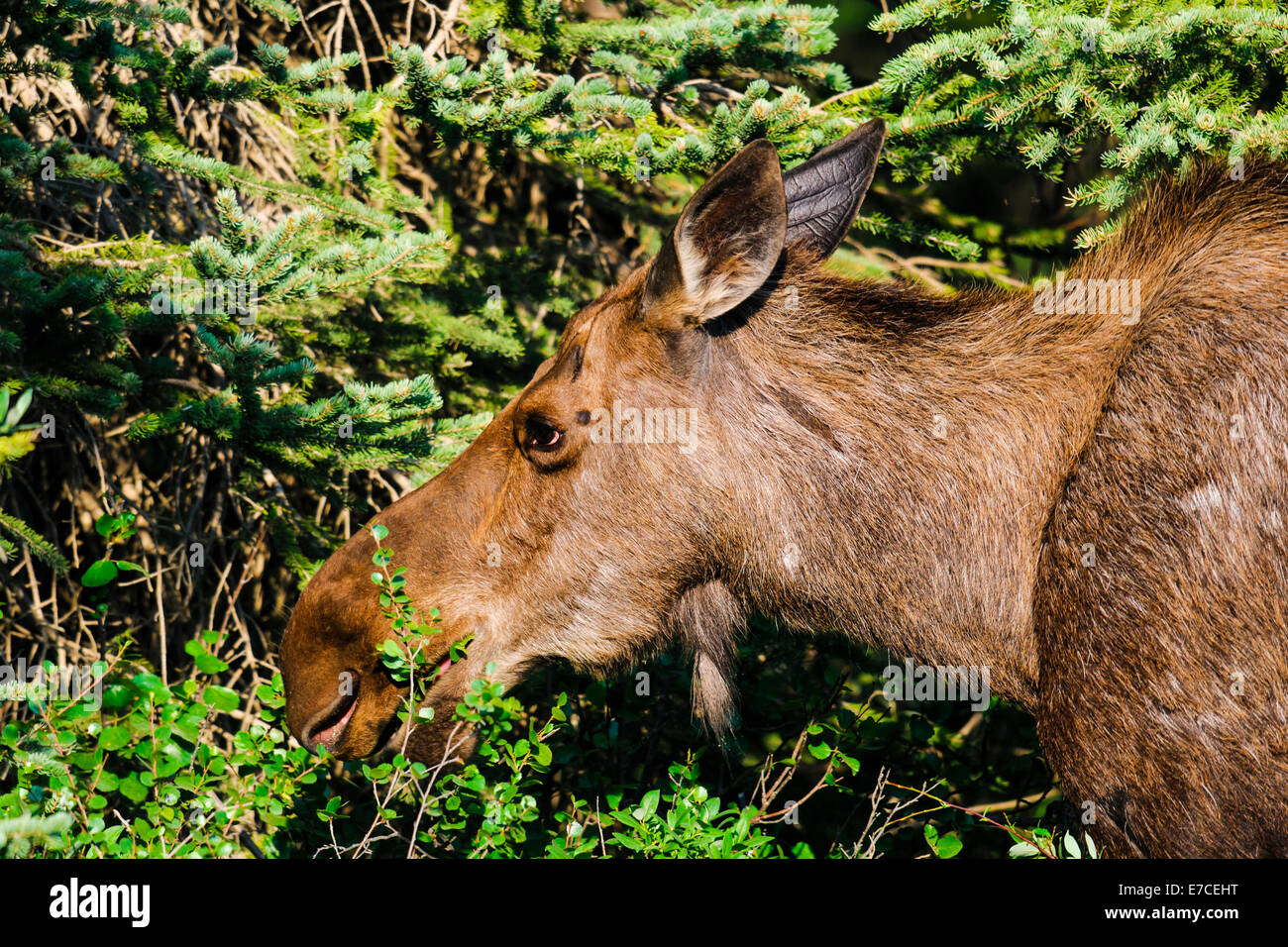 Wild Canadian Moose feeding on summer foliage in a mountains forest at ...