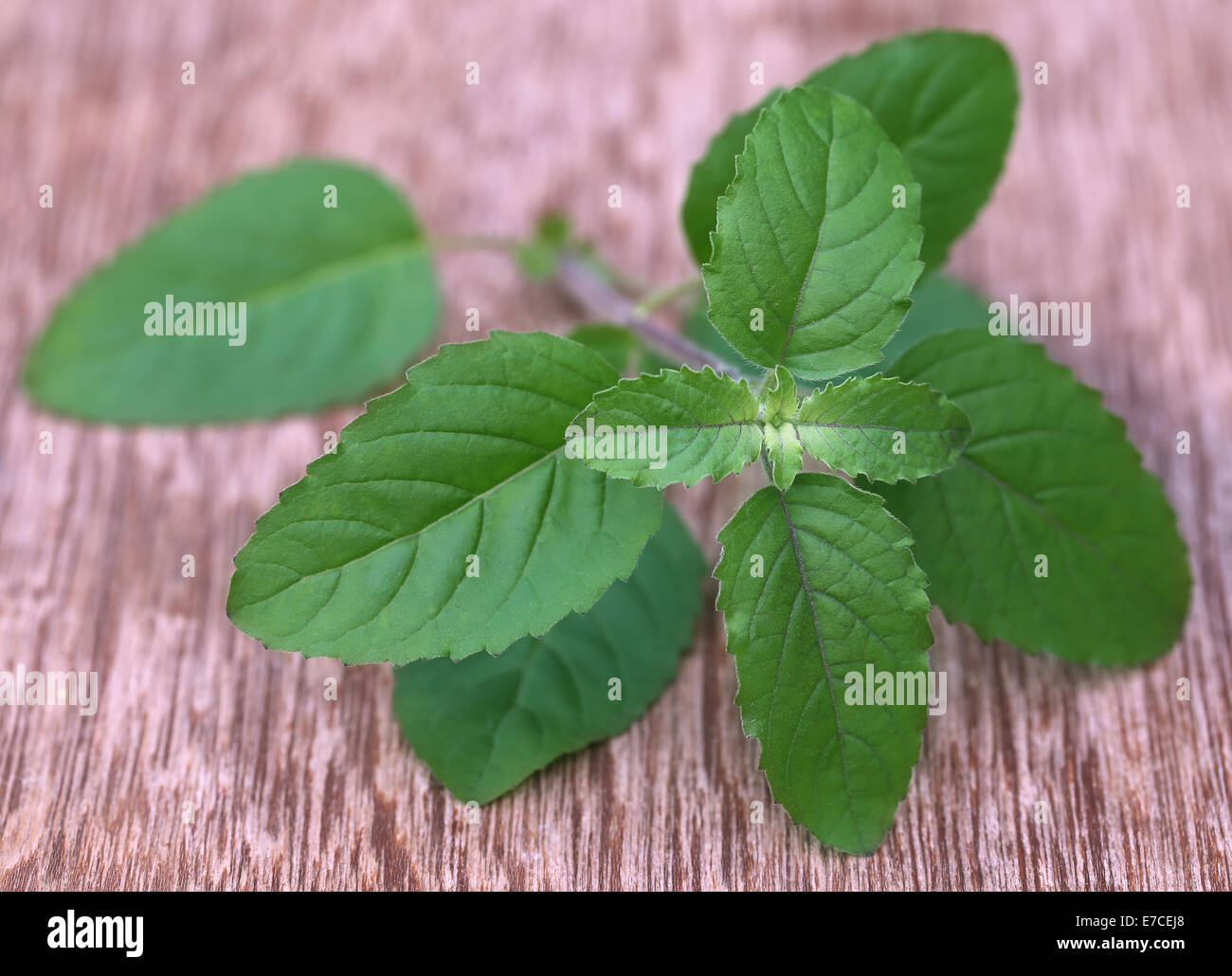 Tulsi leaf hi-res stock photography and images - Alamy