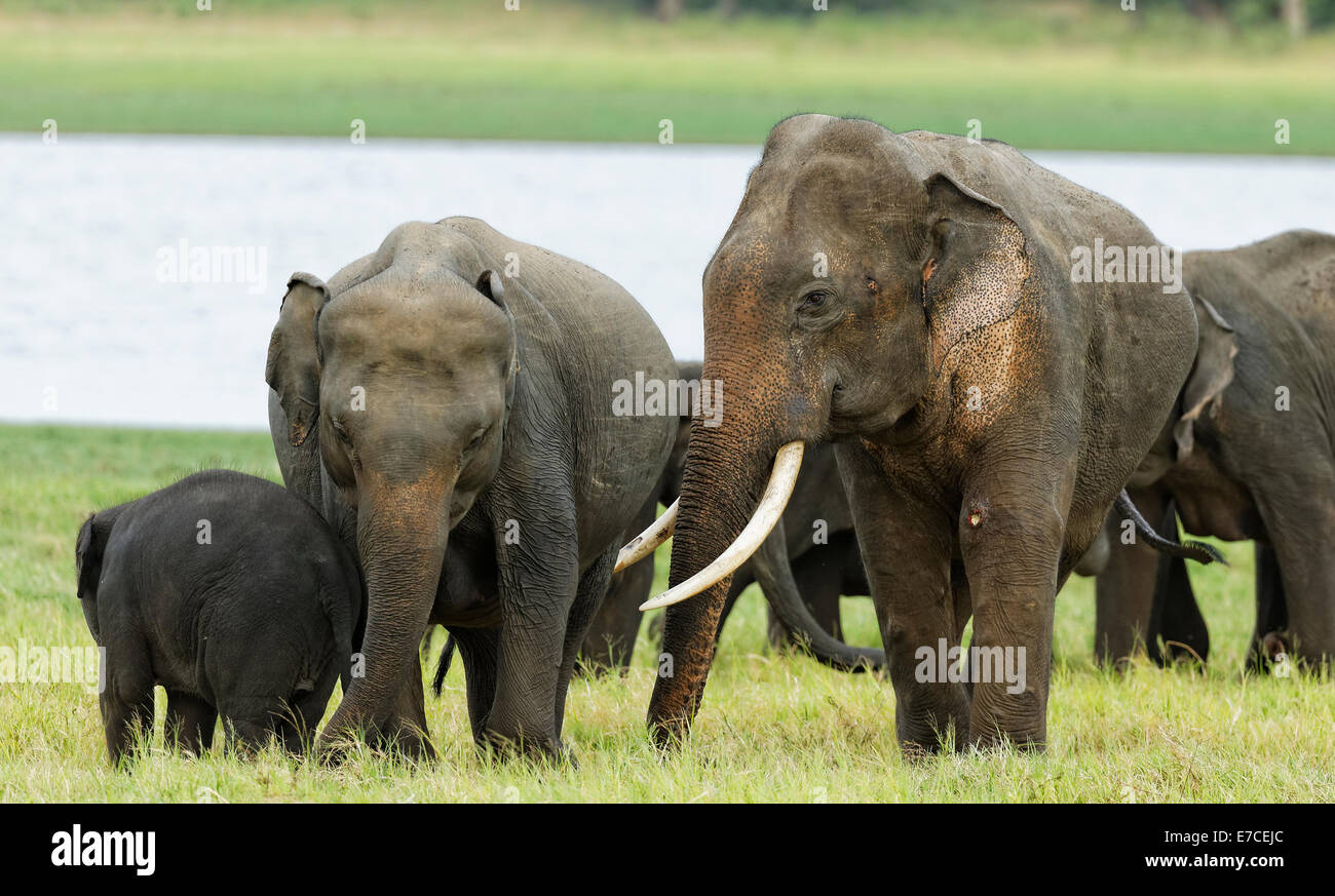 Tusker elephant with female in Kaudulla, Sri Lanka Stock Photo - Alamy