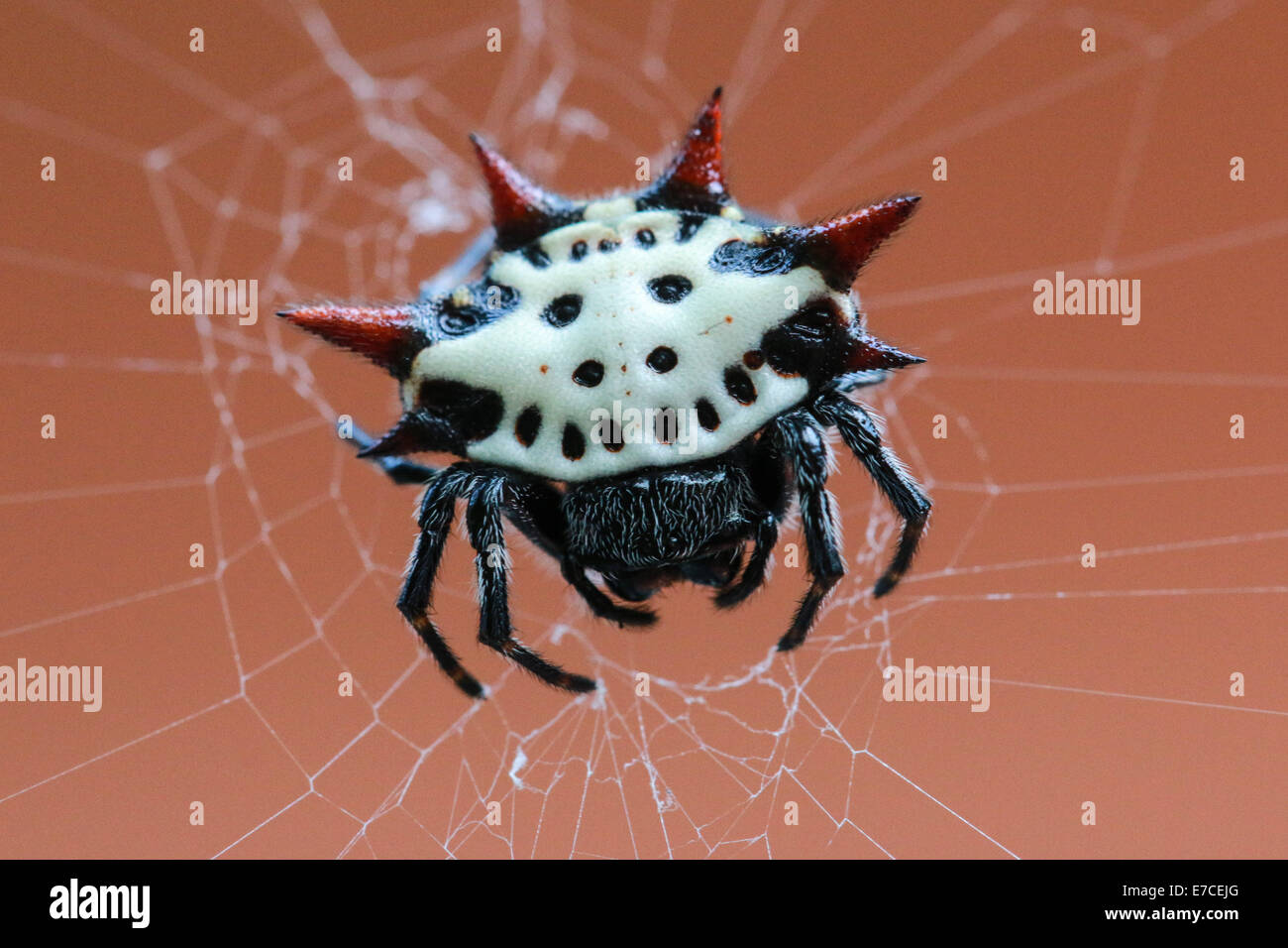 This is a spiny orb weaver, or scientifically called Gasteracantha ...
