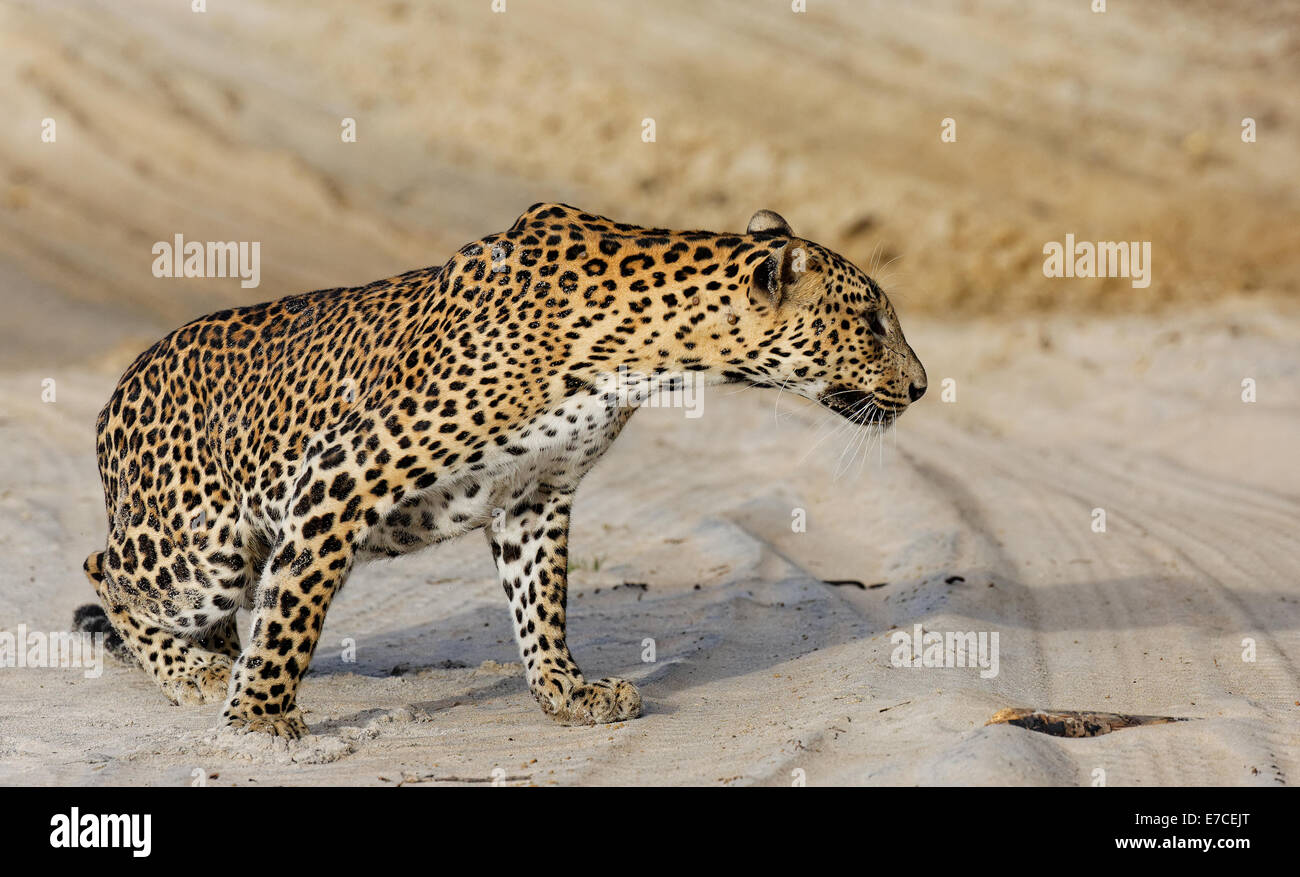 Leopard in white sands of Wilpattu National Park Sri Lanka Stock Photo ...