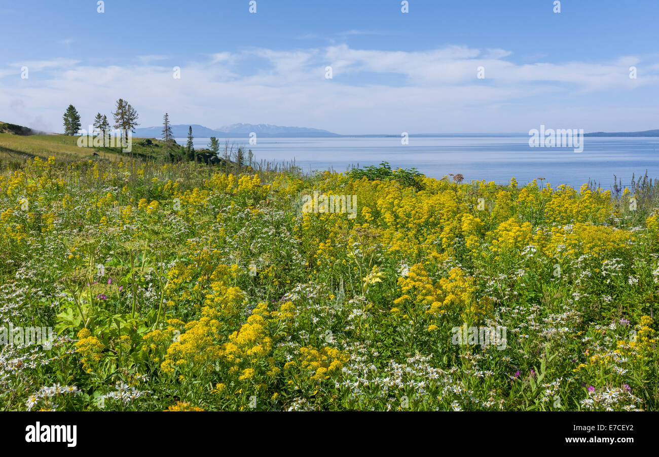 Colourful wild flowers flourish along the bank of lake Yellowstone on a ...