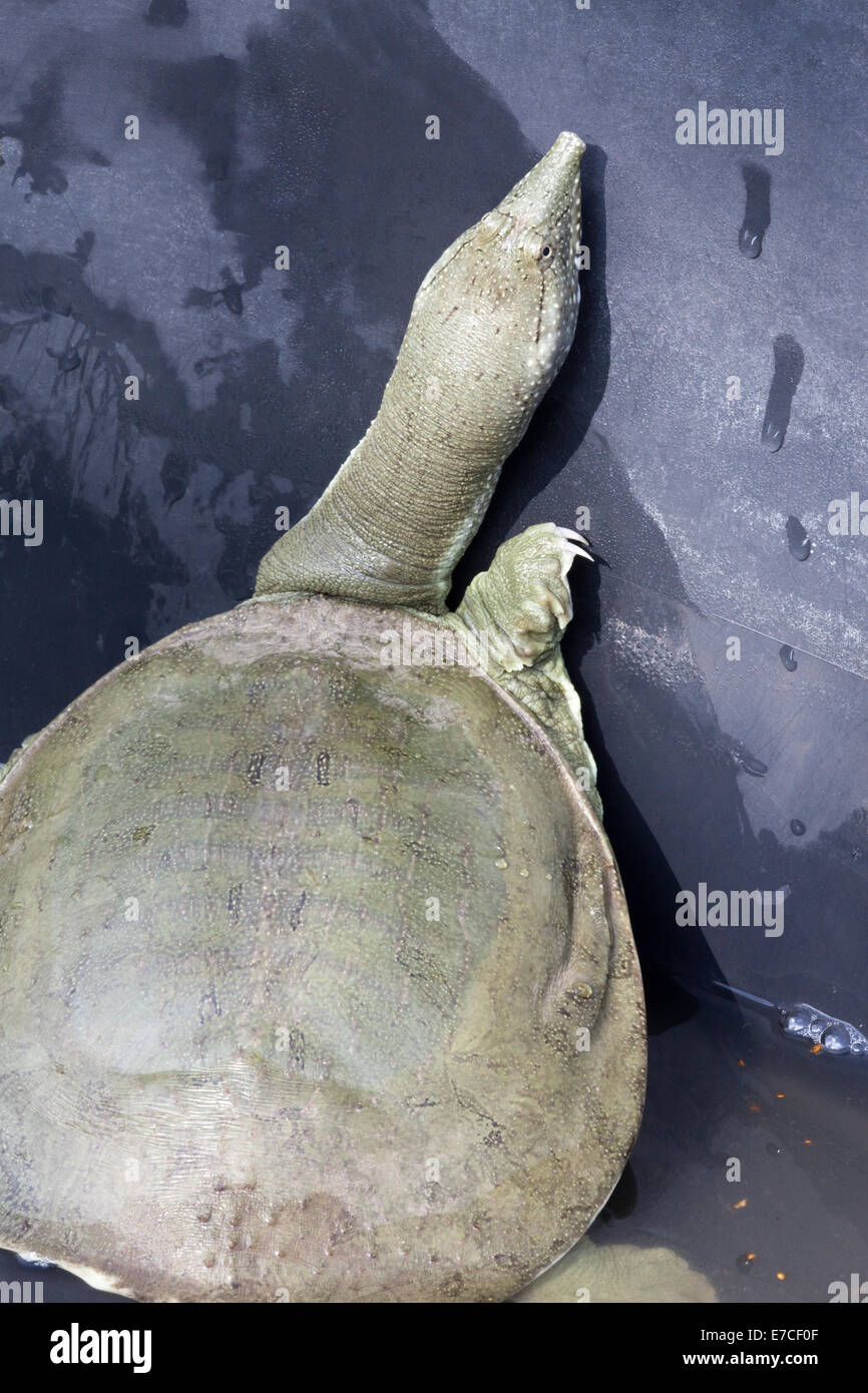 Softshell turtle china hi-res stock photography and images - Alamy