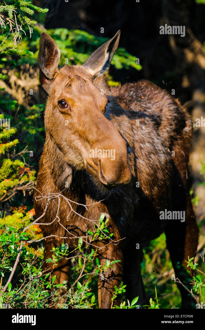 Wild Canadian Moose feeding on summer foliage in a mountains forest at ...