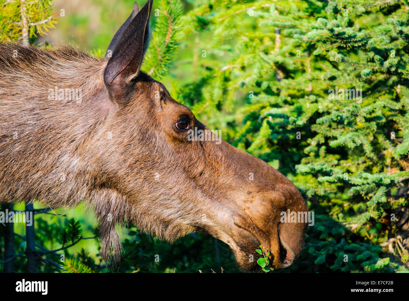 Wild Canadian Moose feeding on summer foliage in a mountains forest at ...