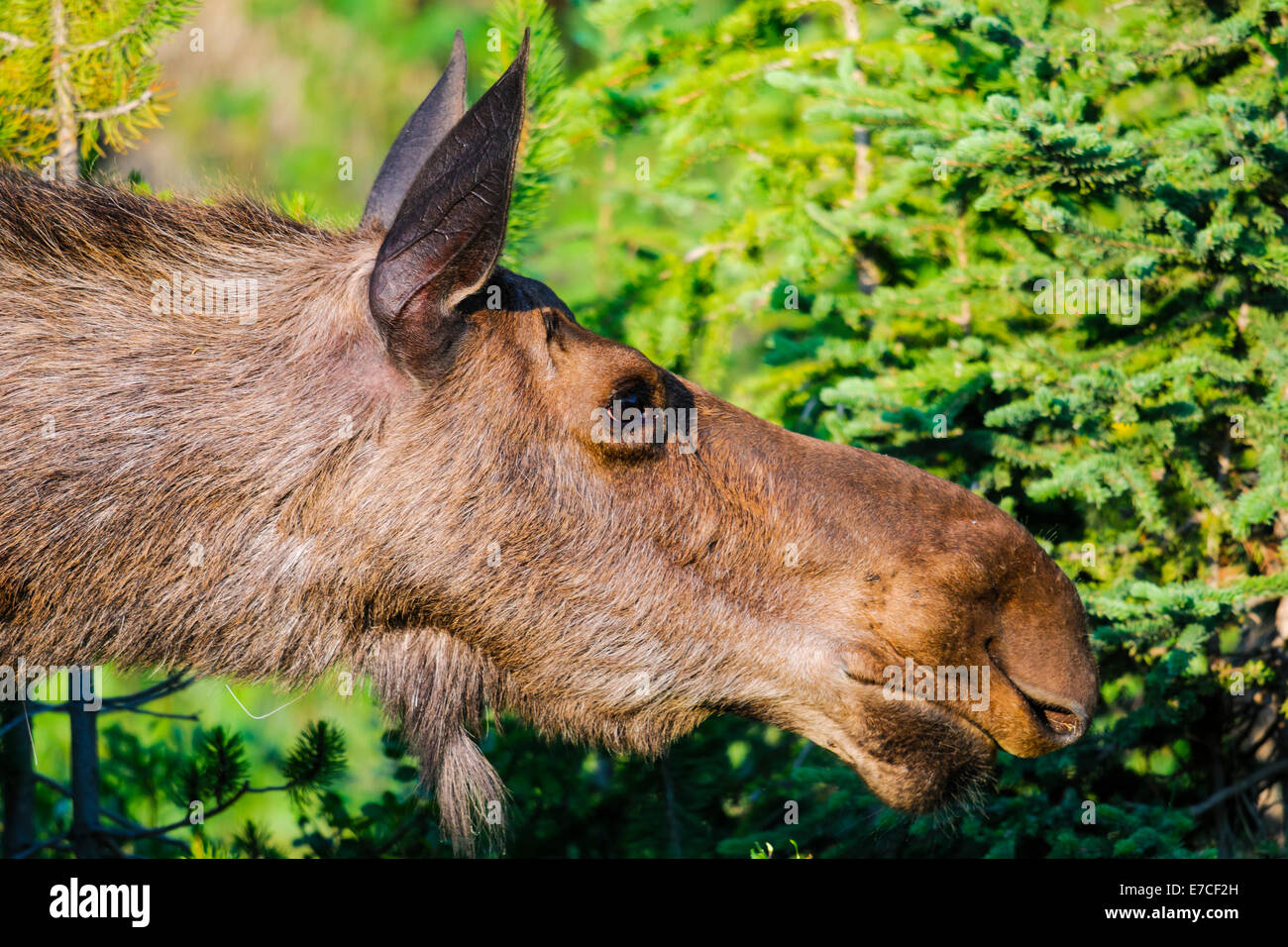Wild Canadian Moose feeding on summer foliage in a mountains forest at ...