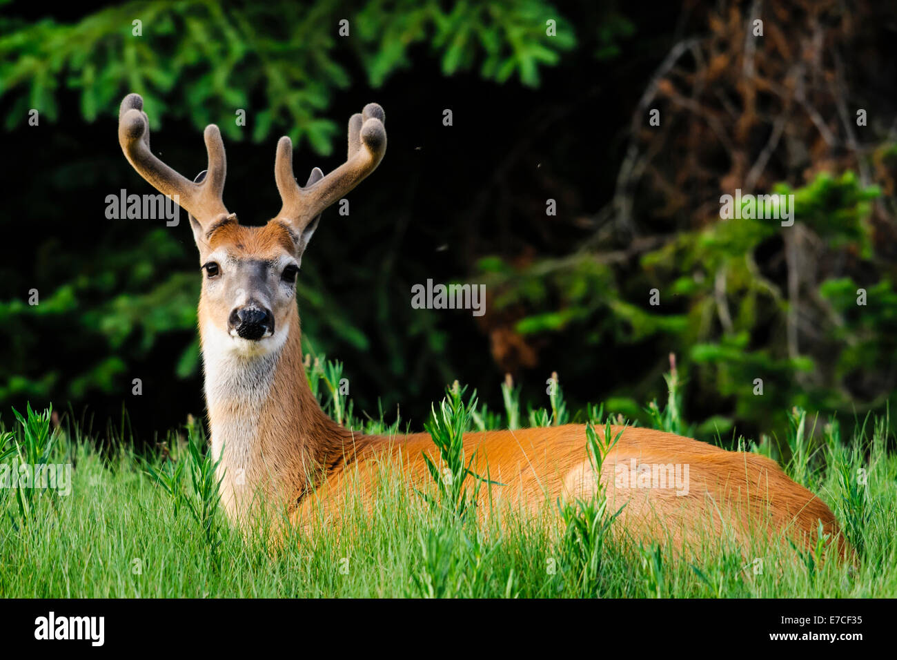 White-tailed deer in Summer, Kananaskis Country Alberta Canada Stock ...
