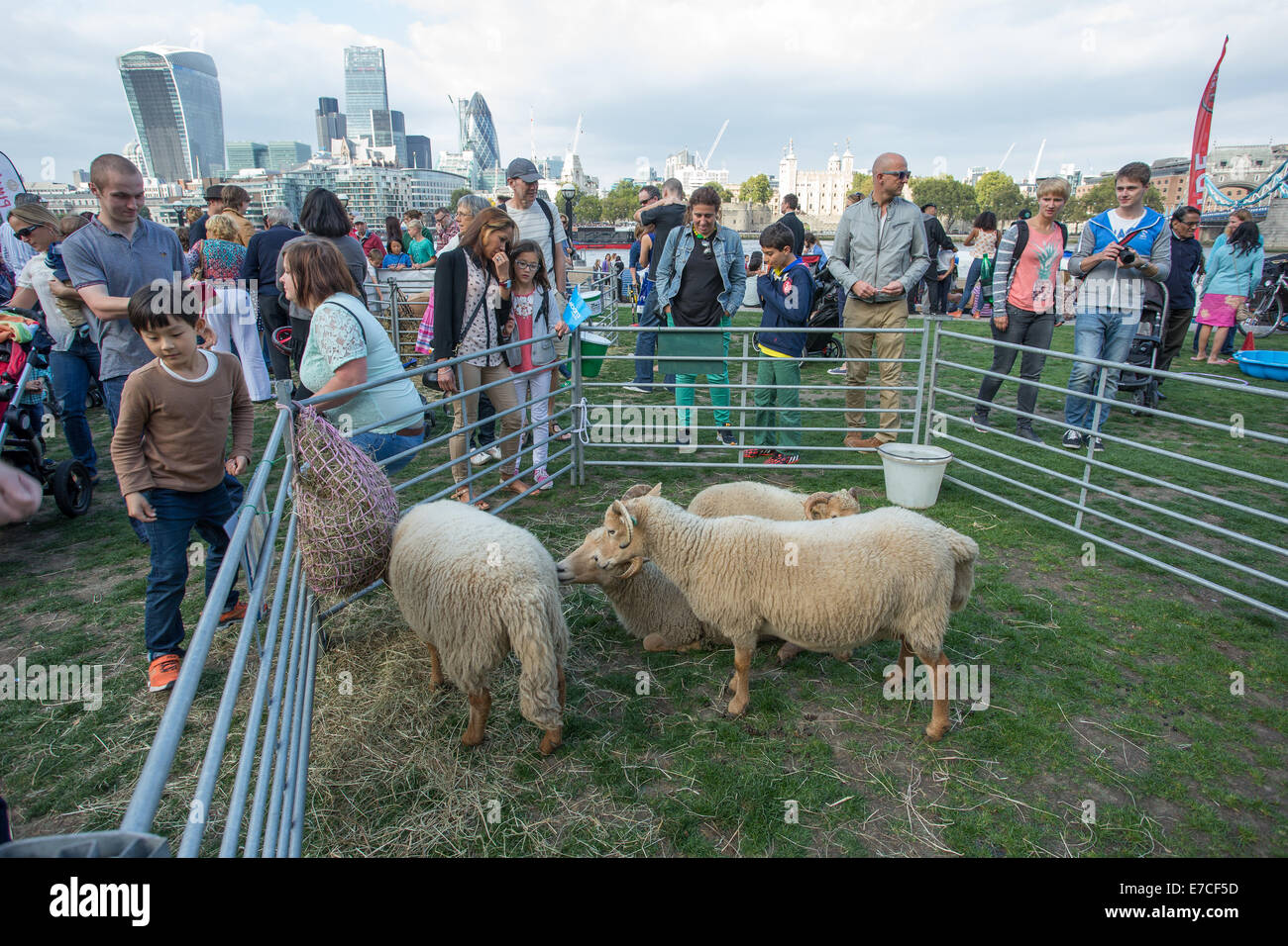 London bridge sheep hi-res stock photography and images - Alamy