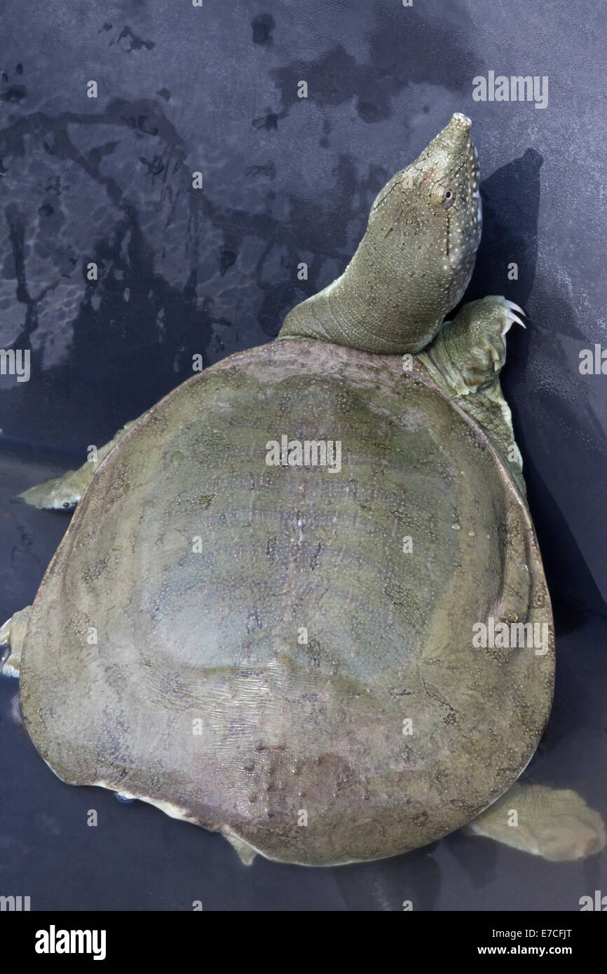 Softshell turtle china hi-res stock photography and images - Alamy