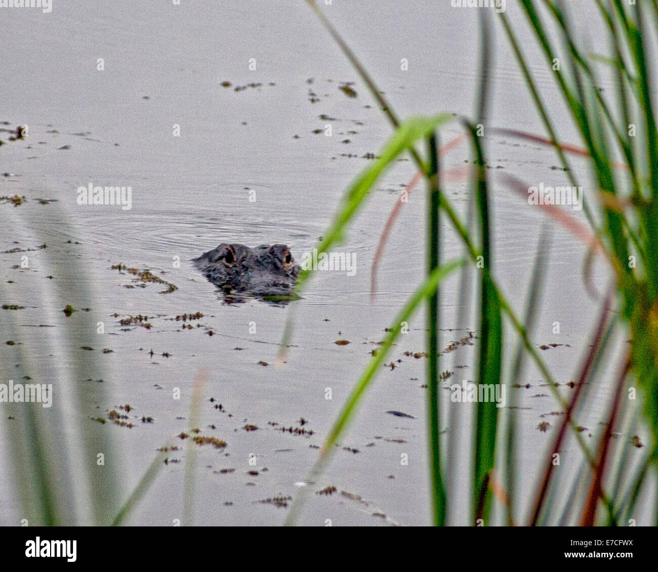 Mississippi official state reptile hi-res stock photography and images ...