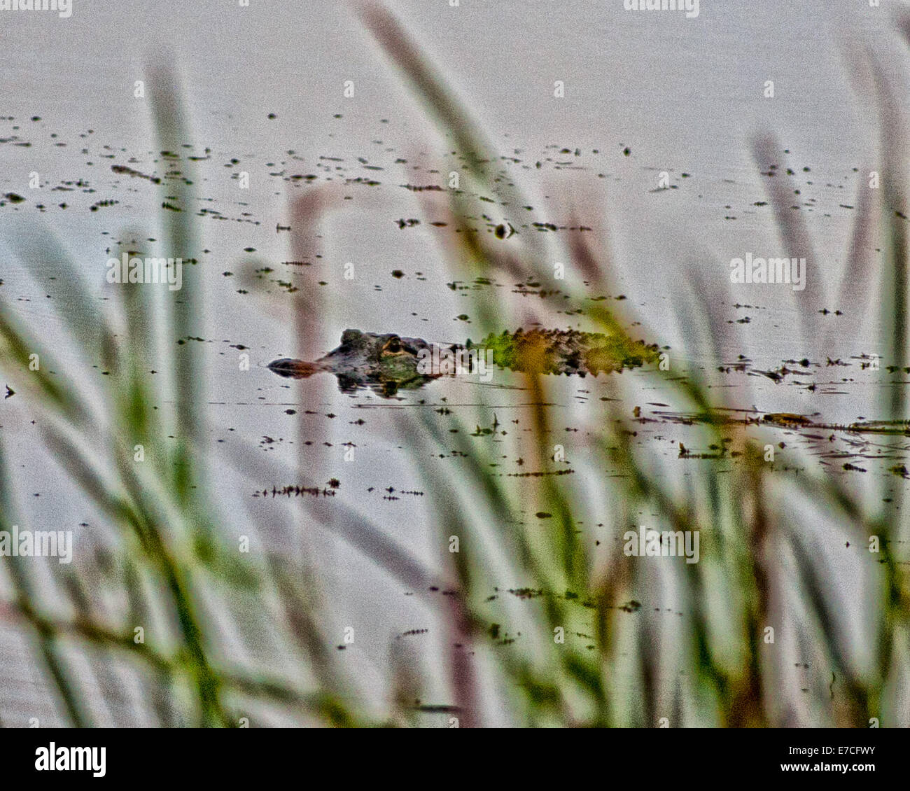 Mississippi state reptile hi-res stock photography and images - Alamy