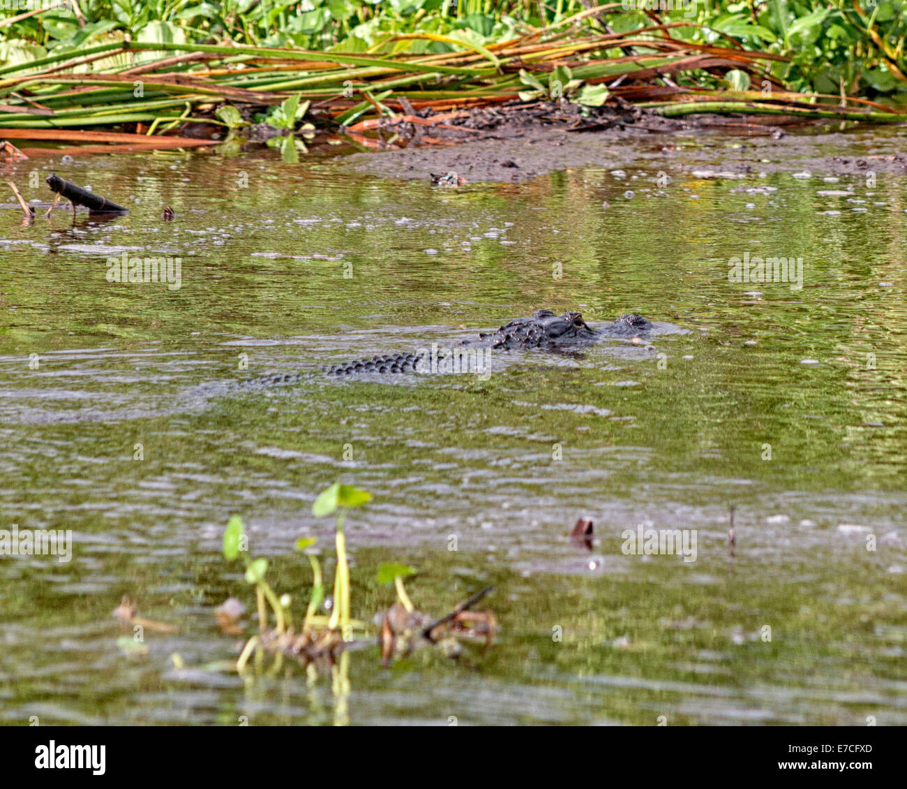 Louisiana State Reptile