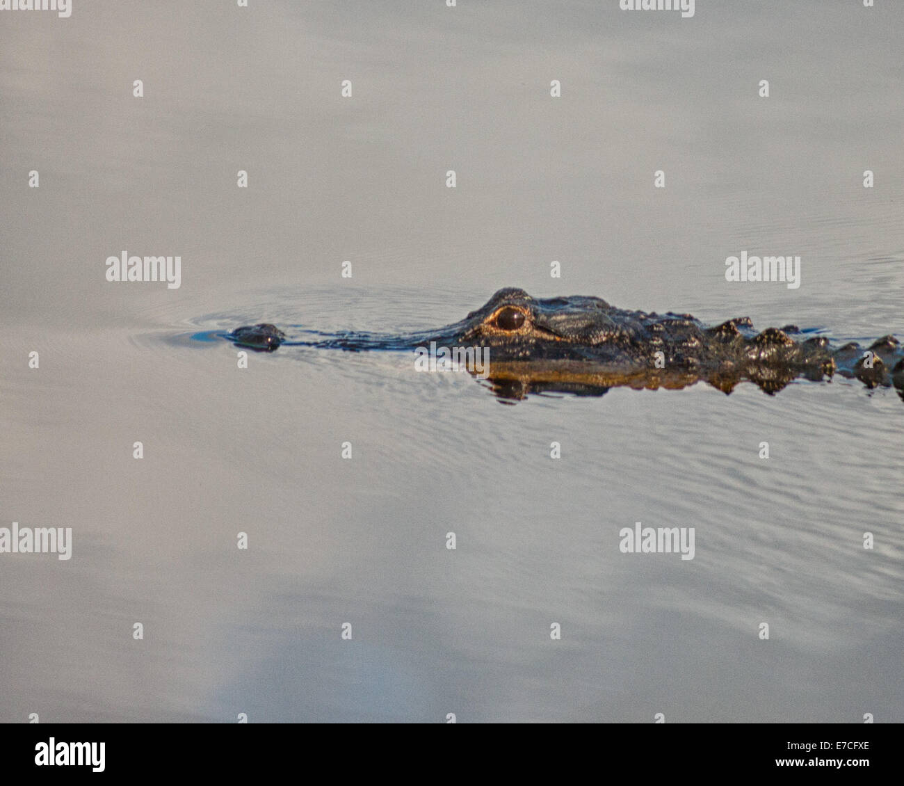Mississippi official state reptile hi-res stock photography and images ...