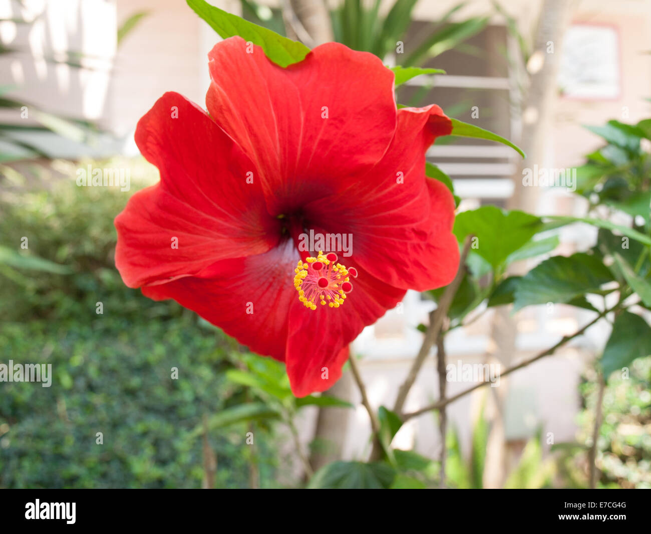 Hibiscus flower in nature Stock Photo - Alamy