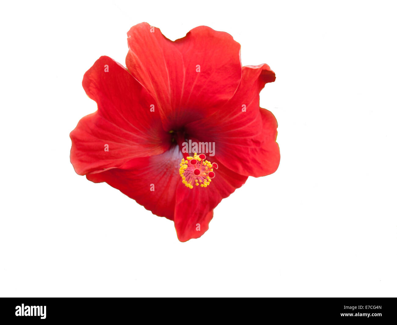 Hibiscus flower Cut Out Stock Images & Pictures - Alamy