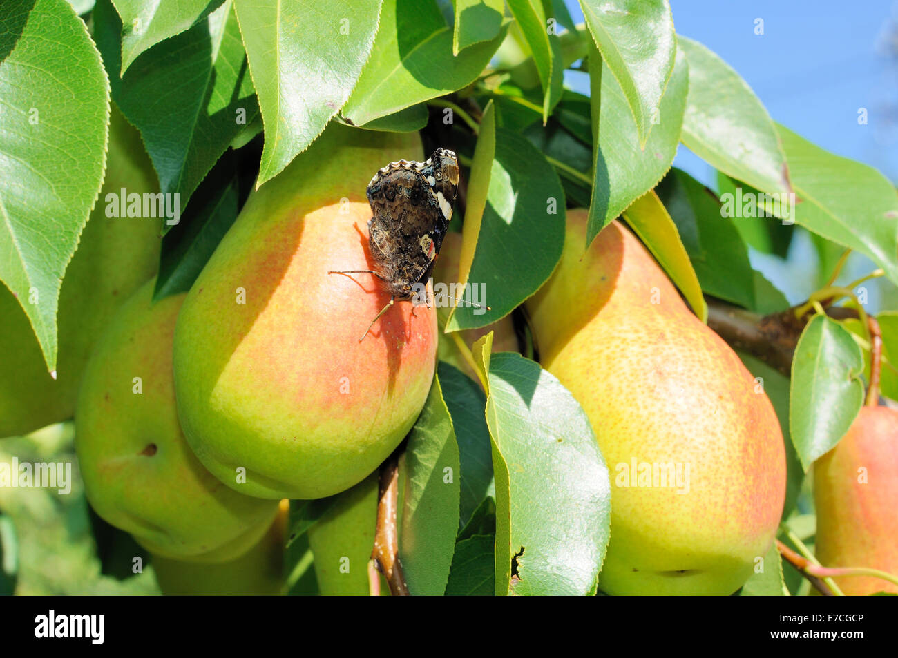 Butterfly on ripe pear in leaves of the tree Stock Photo - Alamy