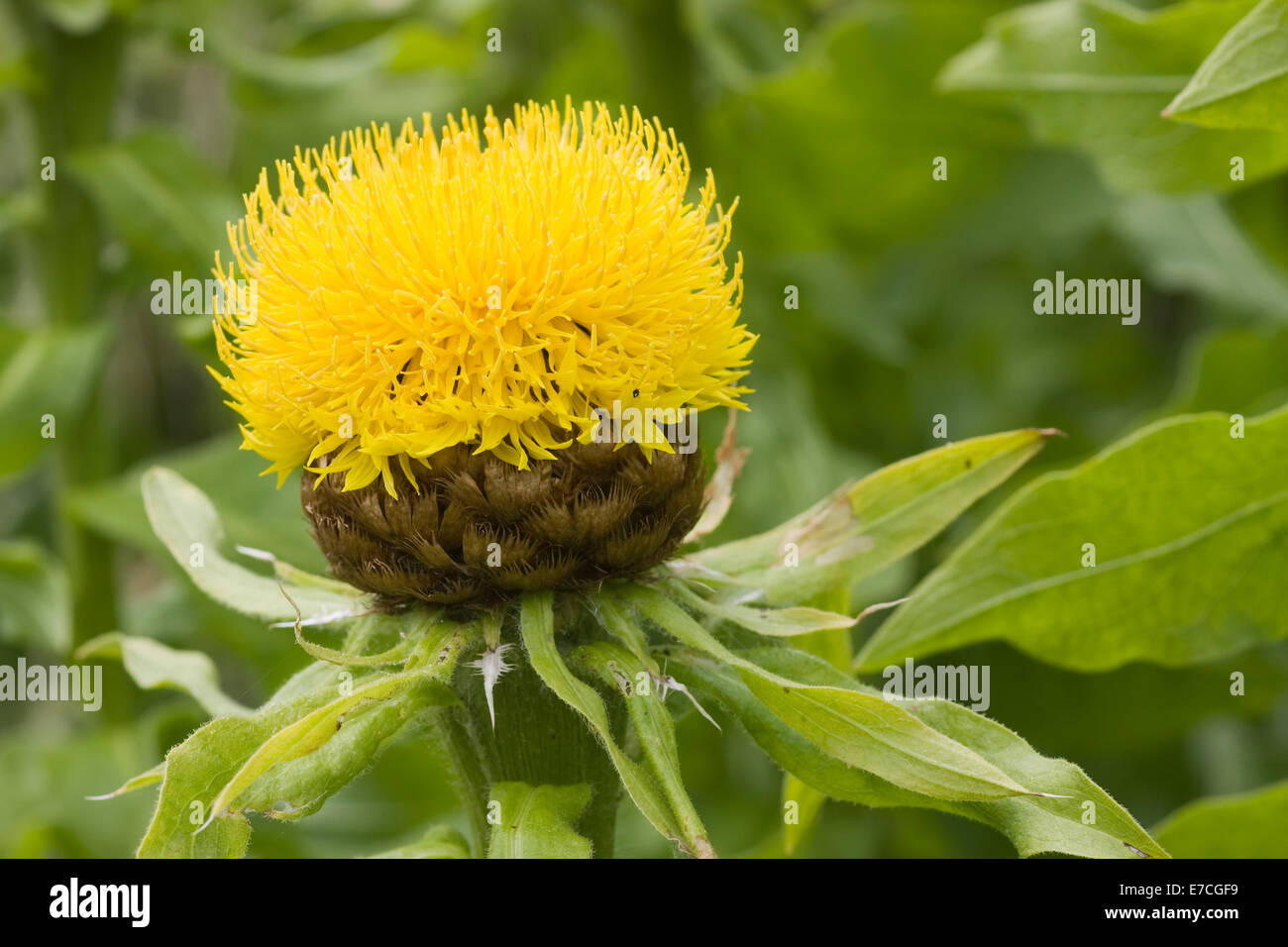 Yellow Safflower (Carthamus tinctorius) flower Stock Photo - Alamy