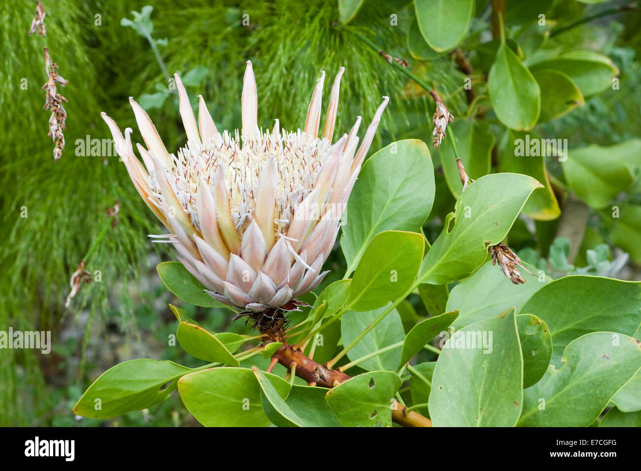 Protea sp. flower Stock Photo - Alamy