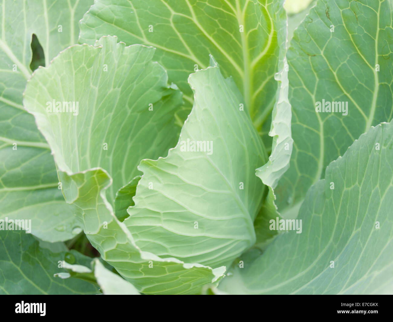 Vegetable vintage hi-res stock photography and images - Alamy
