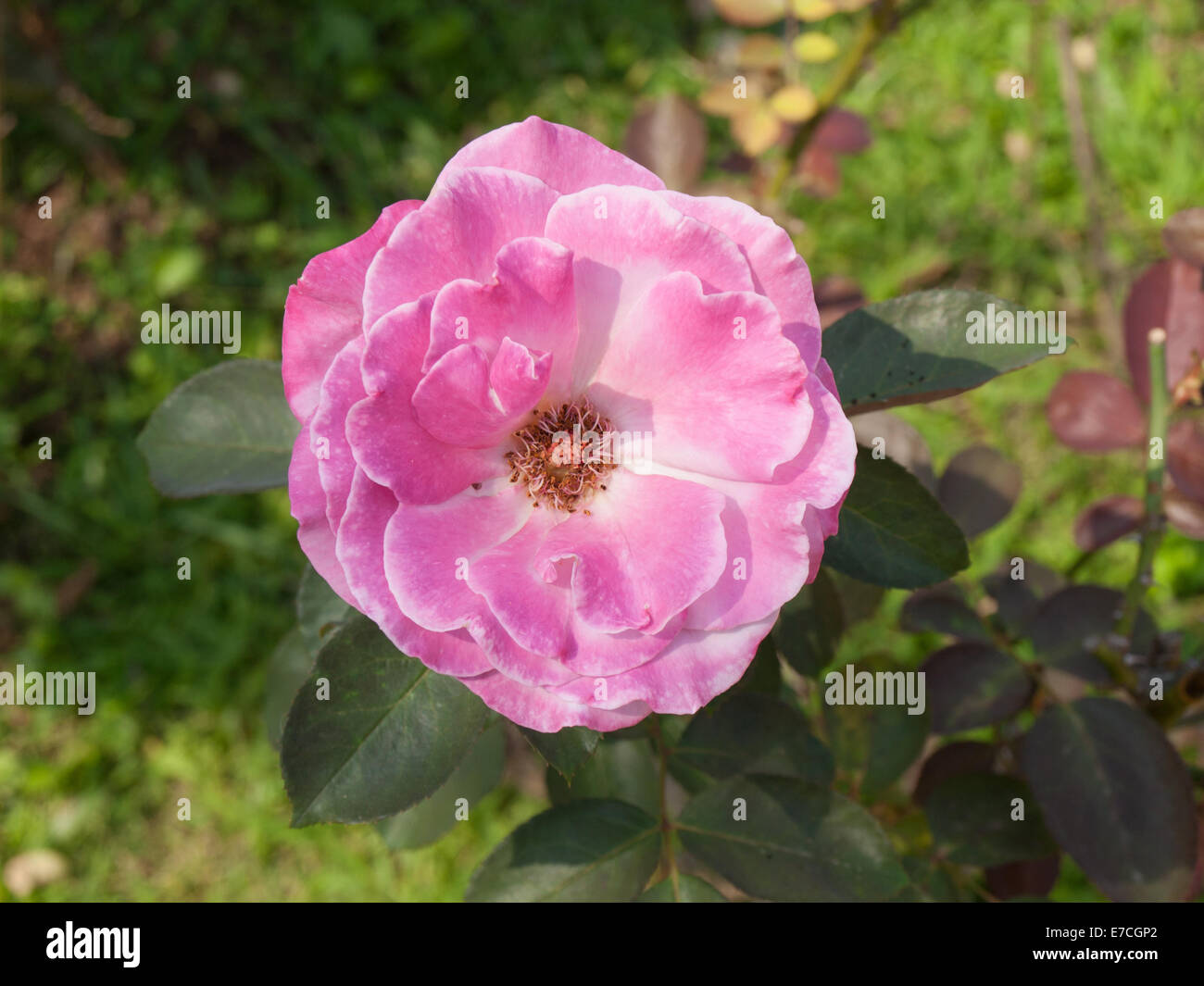 pink rose in nature Stock Photo - Alamy
