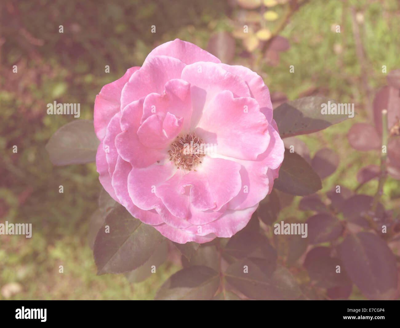 Vintage fresh rose floral hi-res stock photography and images - Alamy