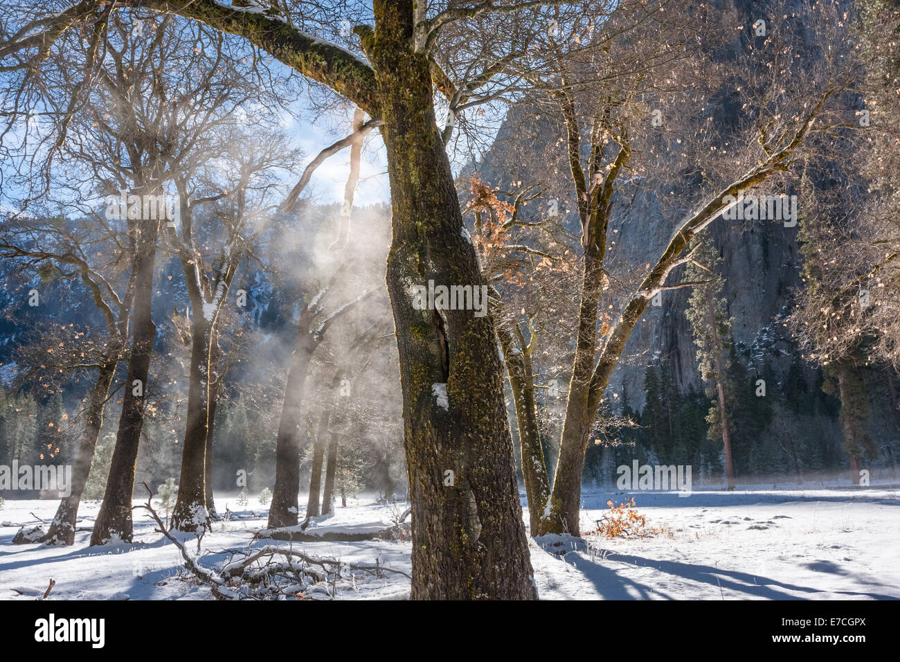 Steam in trees hi-res stock photography and images - Alamy