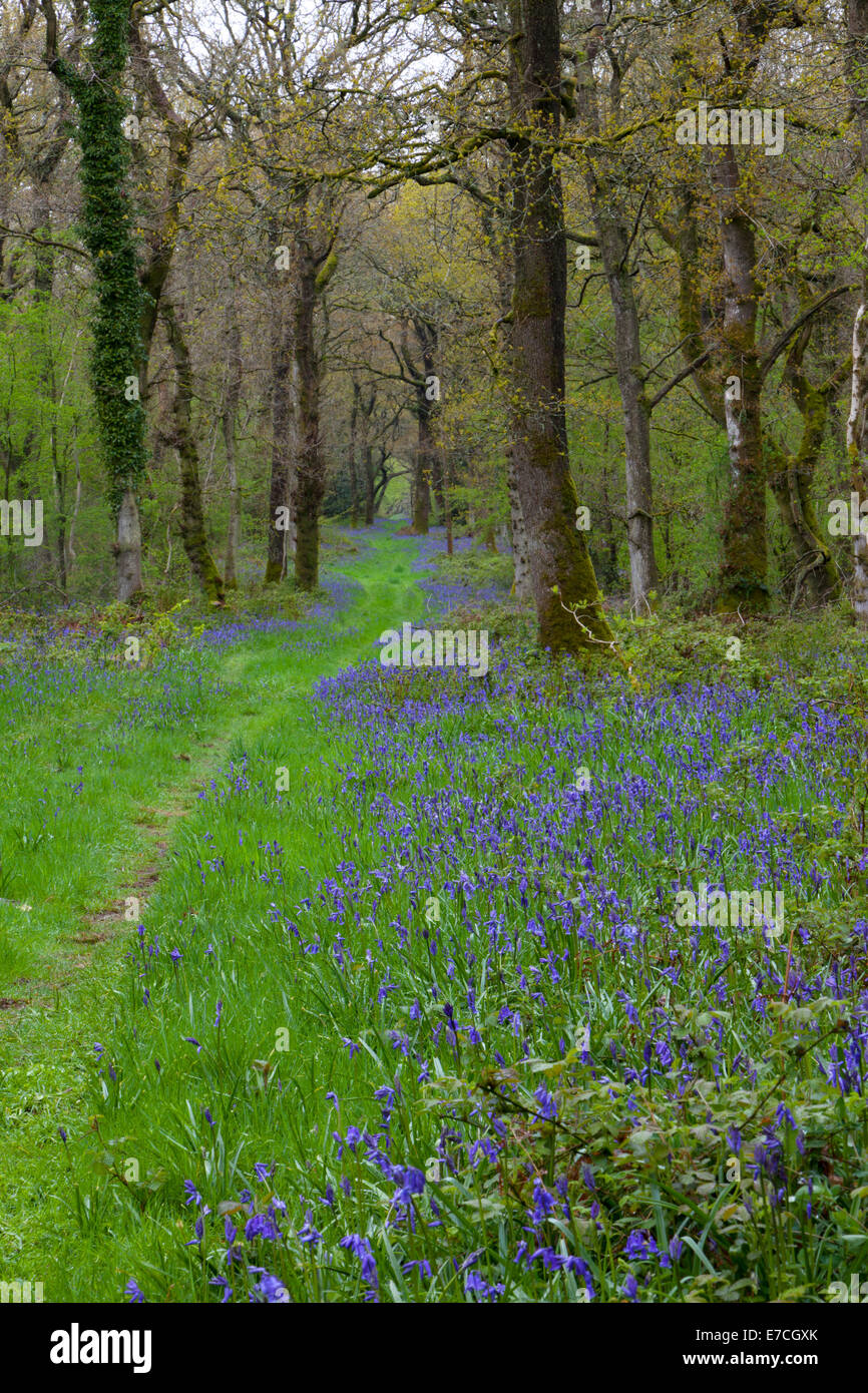 Codford hi-res stock photography and images - Alamy