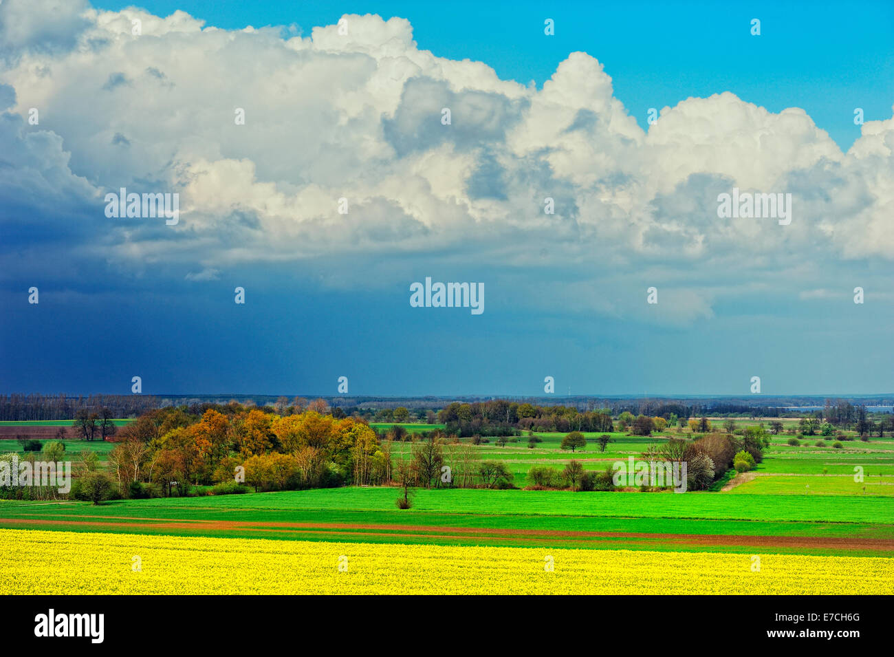 Bauernhoffeld mit Raps. Farm field with Rape Colza and dramatic clouds ...