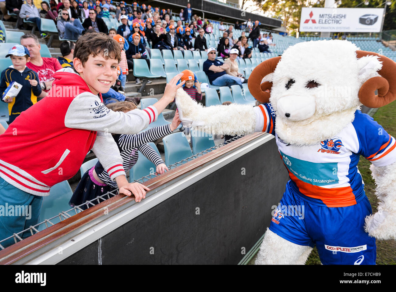 Greater sydney rams hi-res stock photography and images - Alamy