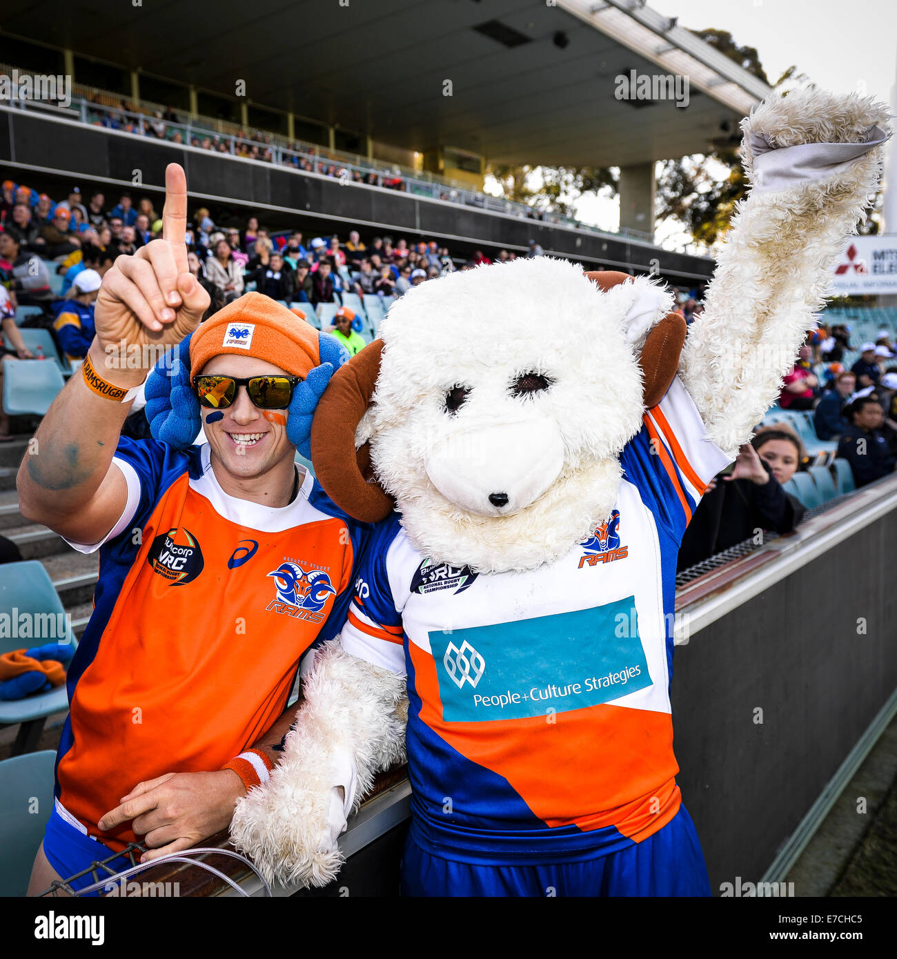 Greater sydney rams hi-res stock photography and images - Alamy