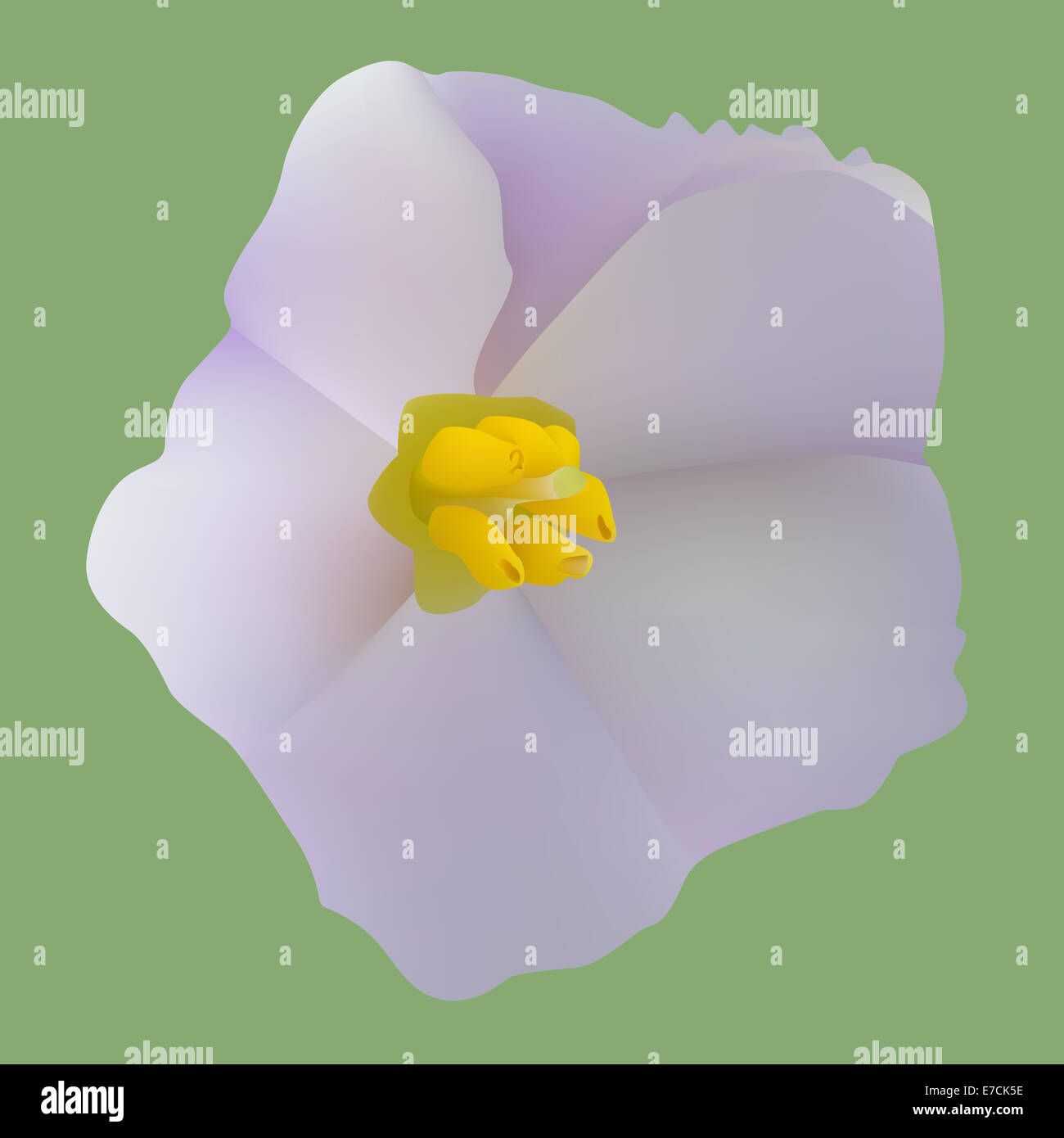 Illustration of flower of green cockroach berry, a kind of Eggplant ...