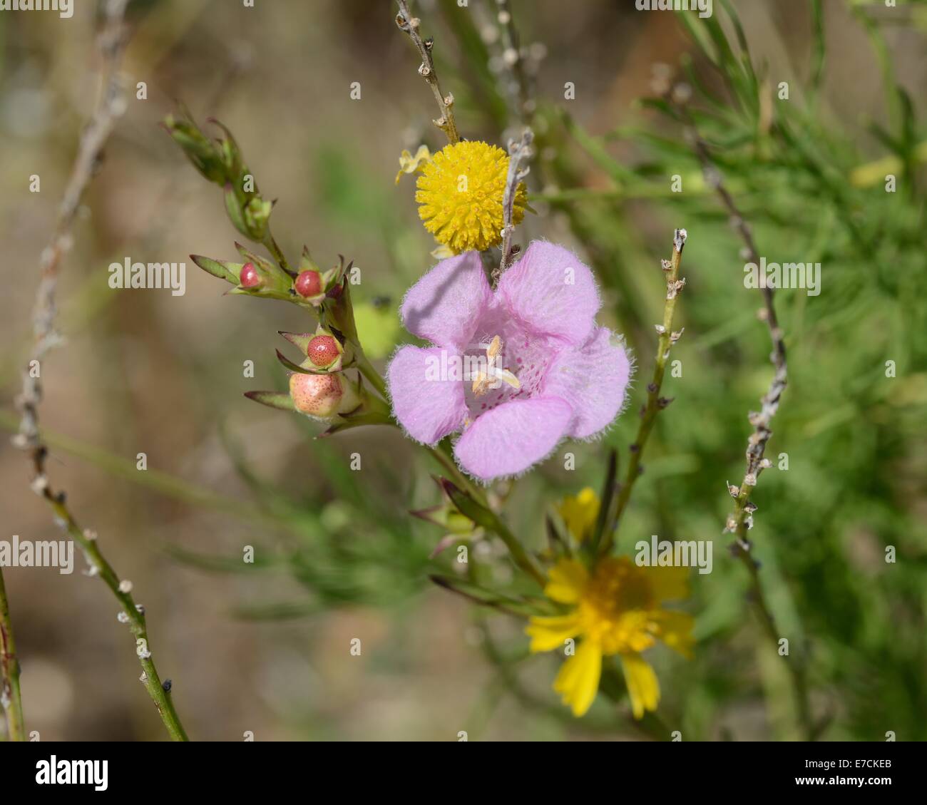 Agalinis hi-res stock photography and images - Alamy