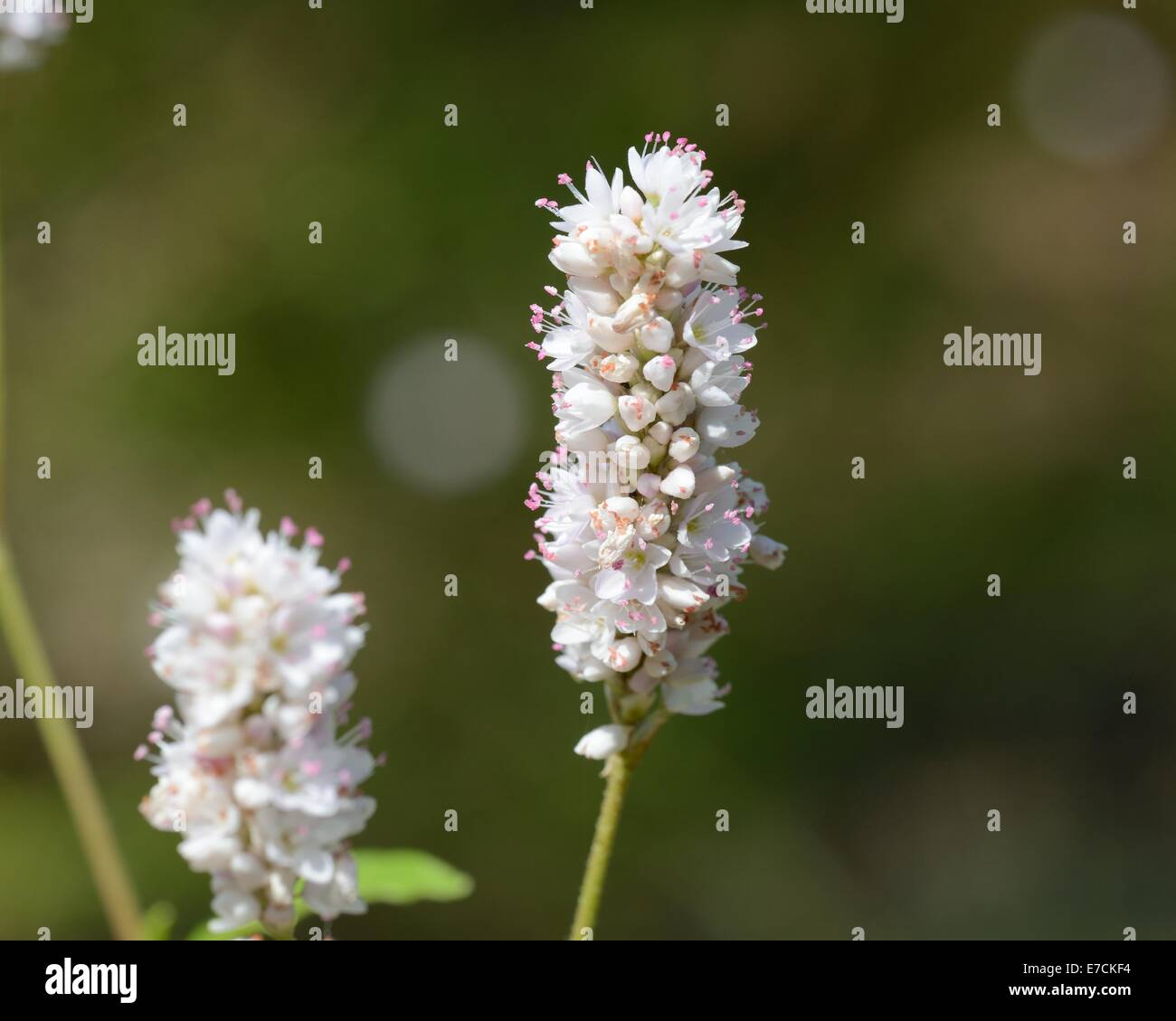 Smartweed hi-res stock photography and images - Alamy