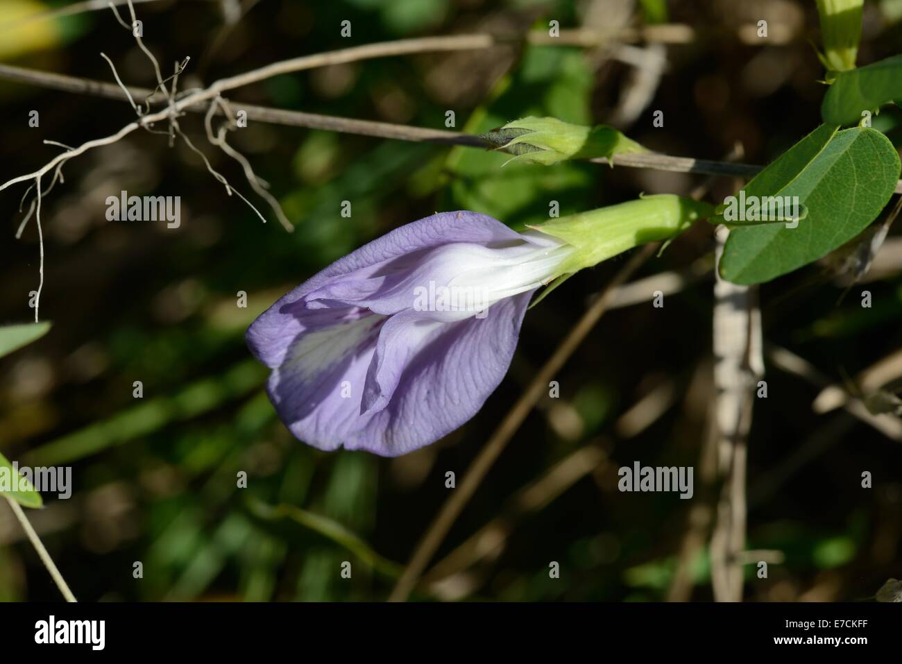Spurred Butterfly Pea Stock Photo - Alamy