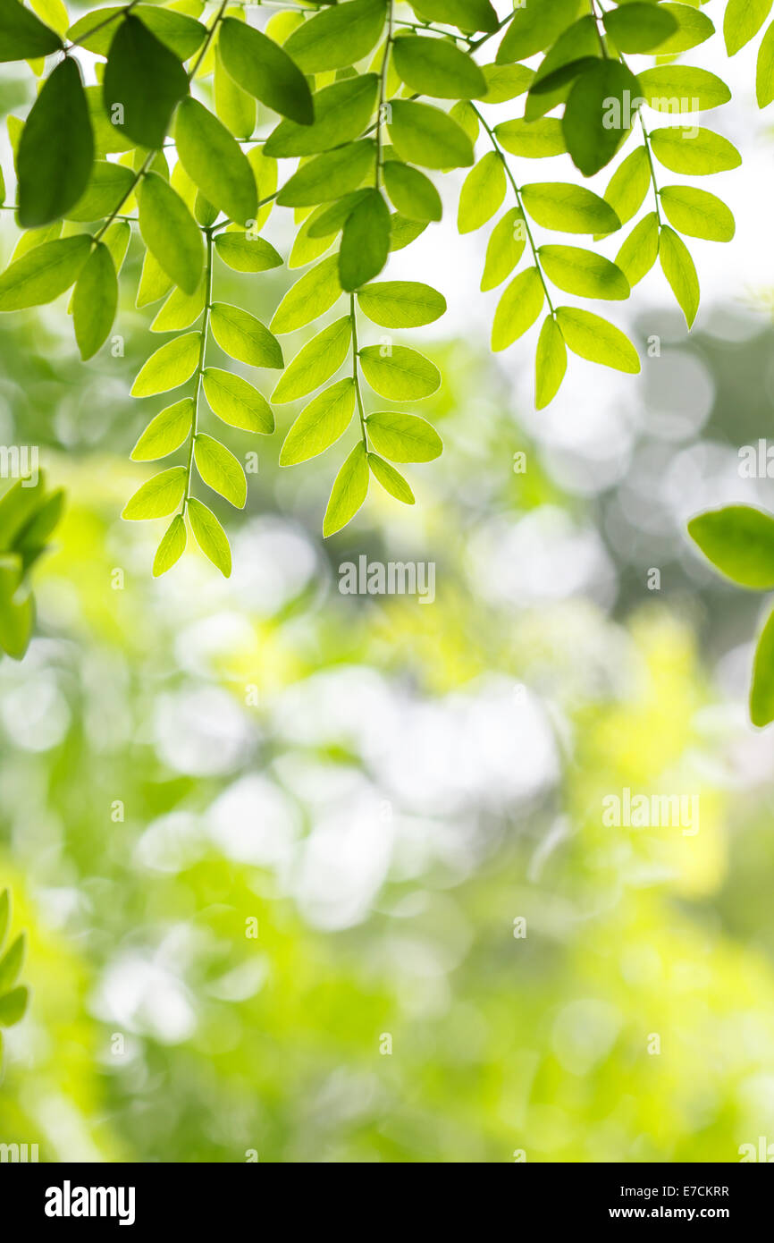 green leaf in spring Stock Photo - Alamy