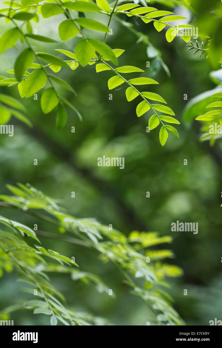 green leaf in spring Stock Photo - Alamy