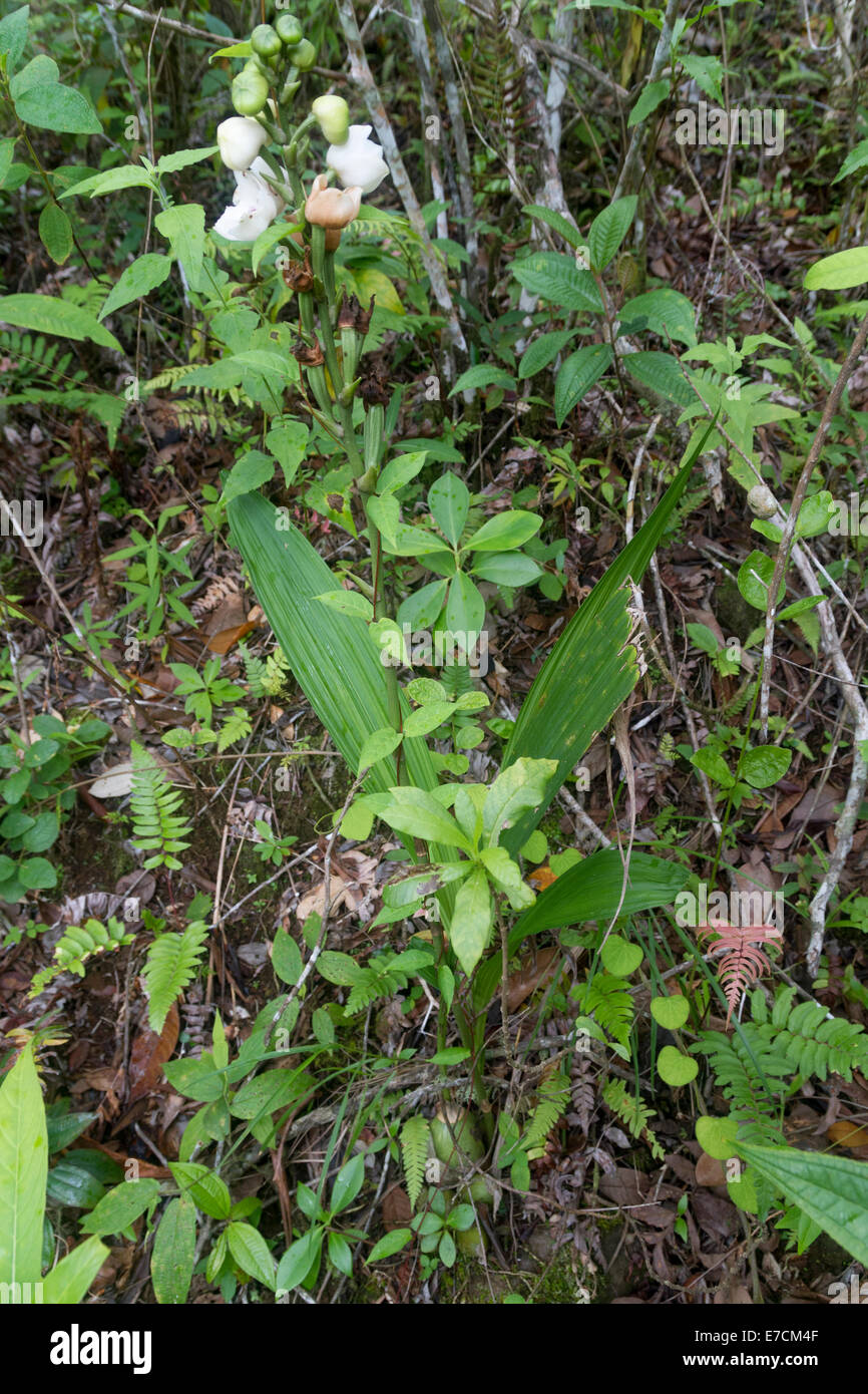 Holy ghost orchid hi-res stock photography and images - Alamy
