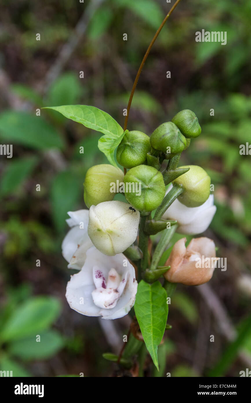 Wild Peristeria elata Holy Ghost Orchid flowers. A vine can be seen ...