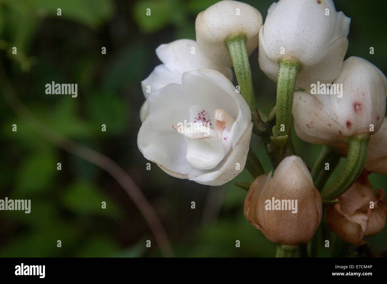 Wild Peristeria elata Holy Ghost Orchid flowers Stock Photo - Alamy