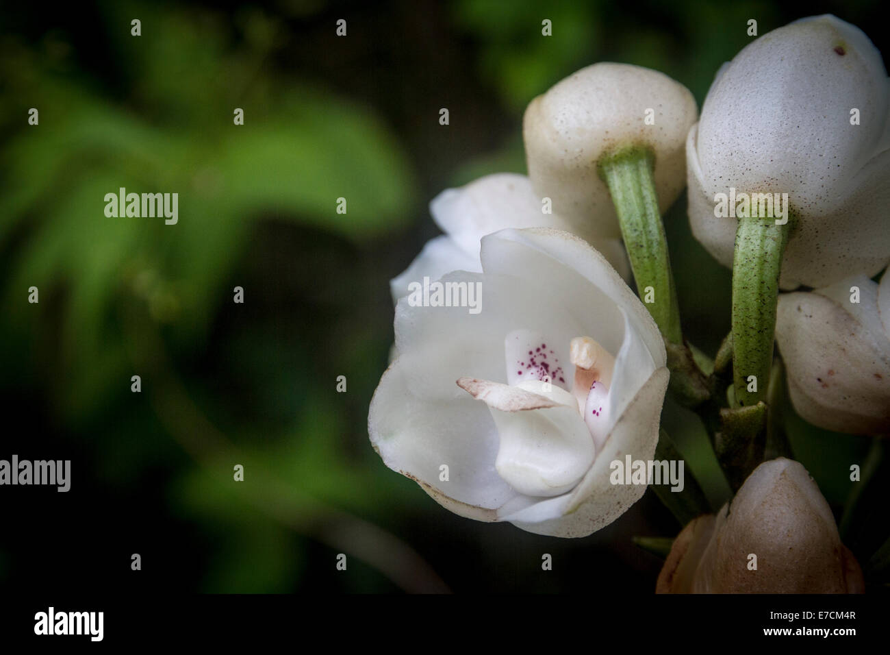 Wild Peristeria elata Holy Ghost Orchid flower Stock Photo - Alamy