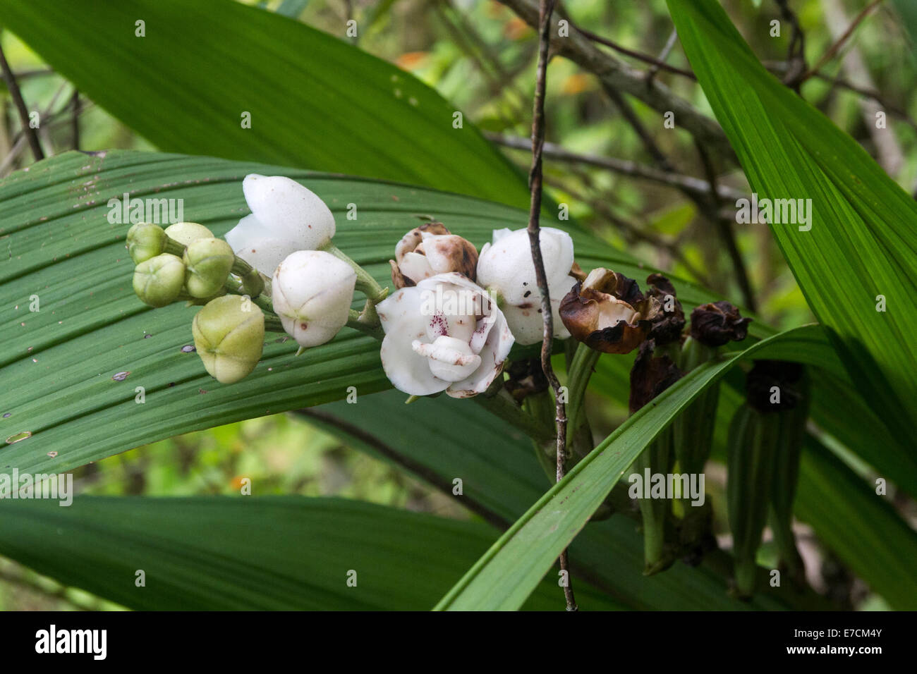 Peristeria elata holy ghost orchid hi-res stock photography and images ...