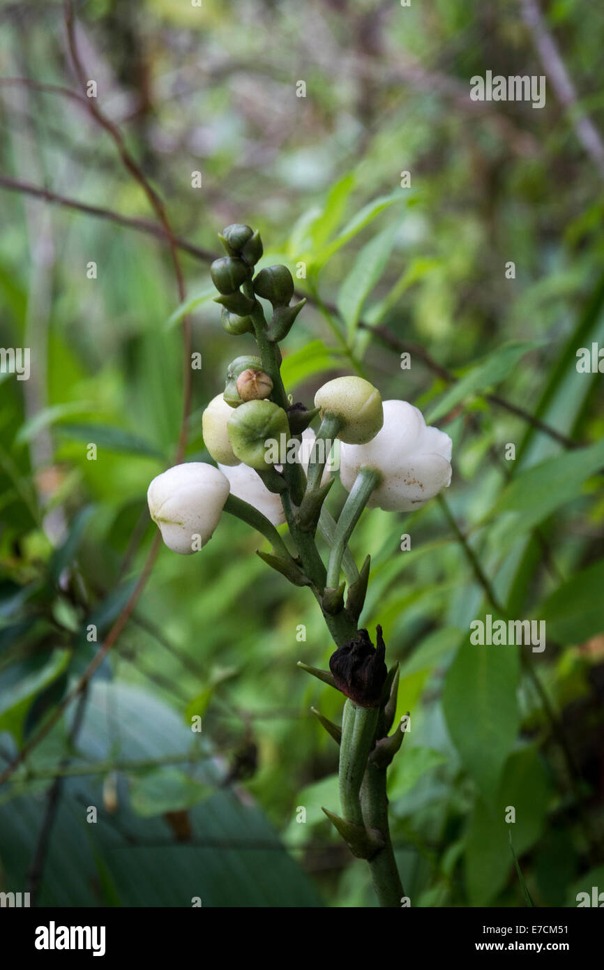 Wild Peristeria elata Holy Ghost Orchid flowers Stock Photo - Alamy