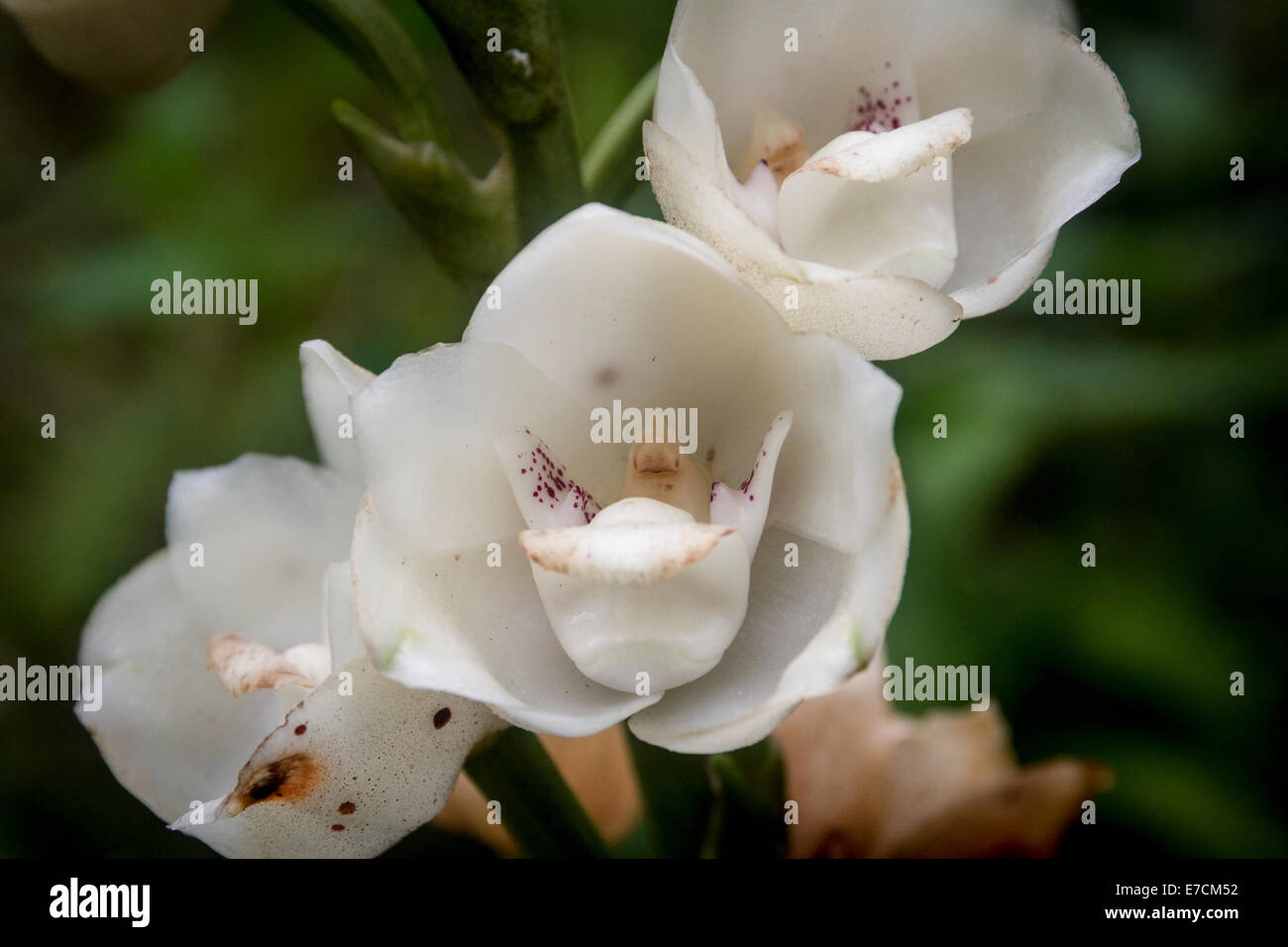 Wild Peristeria elata Holy Ghost Orchid flowers Stock Photo - Alamy