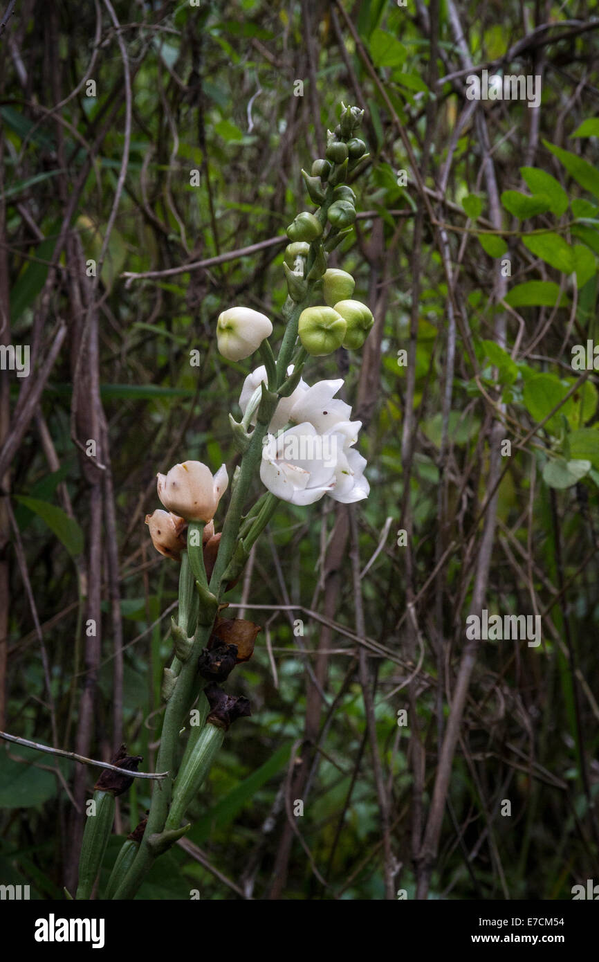Wild Peristeria elata Holy Ghost Orchid flowers Stock Photo - Alamy