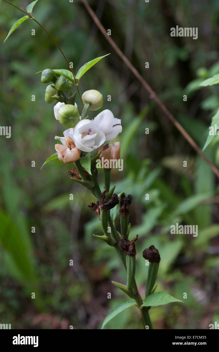 Wild Peristeria elata Holy Ghost Orchid flowers Stock Photo - Alamy