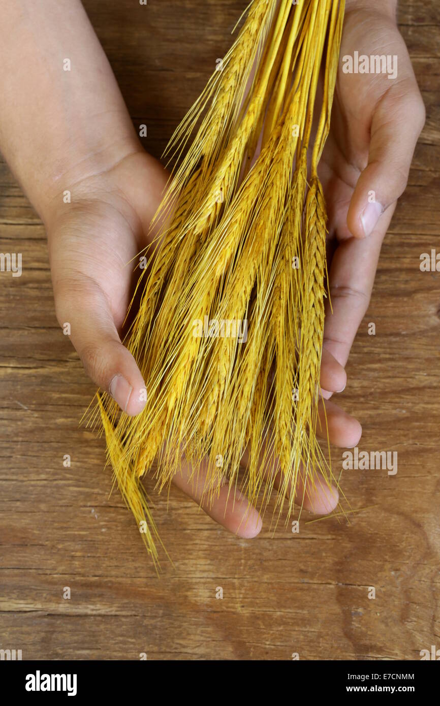 Sheaf of ears hi-res stock photography and images - Alamy