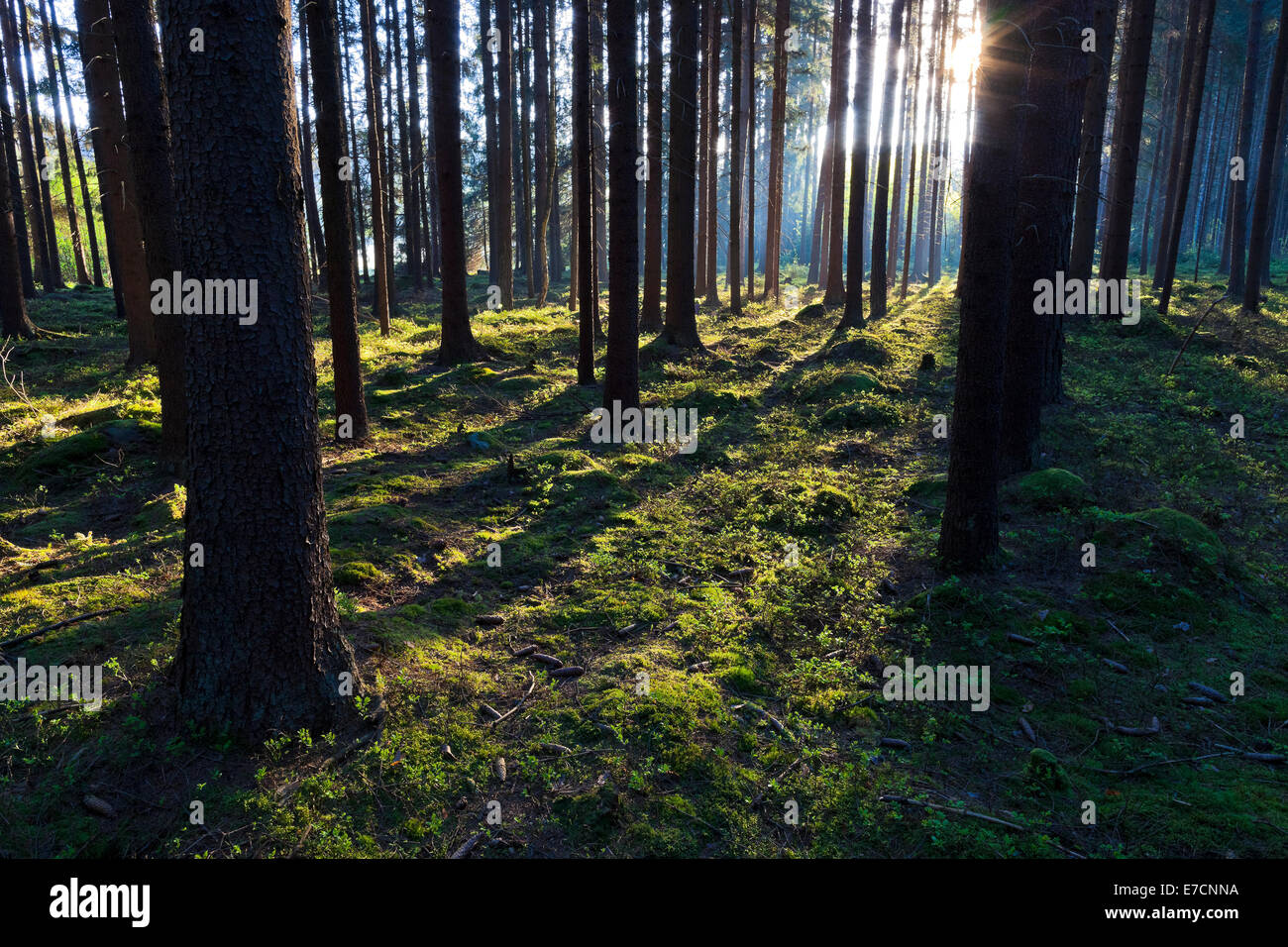 Mossed hi-res stock photography and images - Alamy