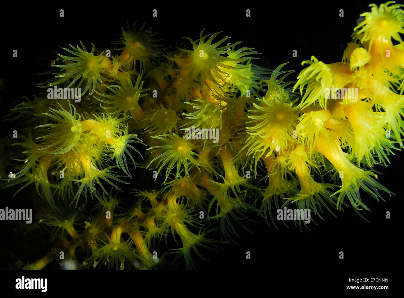 Polyps of False black coral Gerardia savaglia, Gorgoniaceae ...