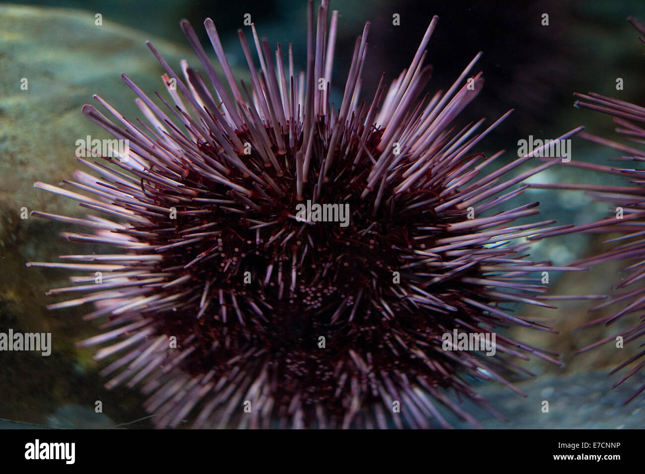 Strongylocentrotidae hi-res stock photography and images - Alamy