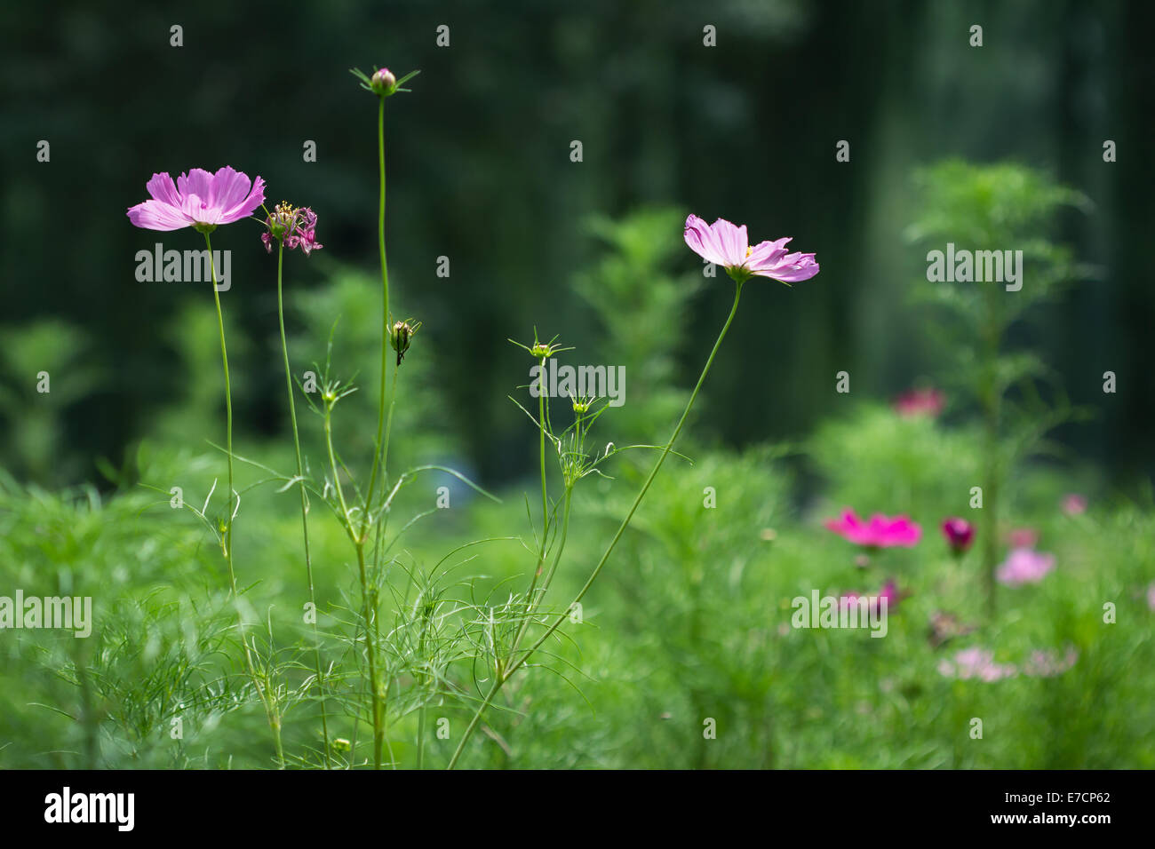 Cosmos factory hi-res stock photography and images - Alamy